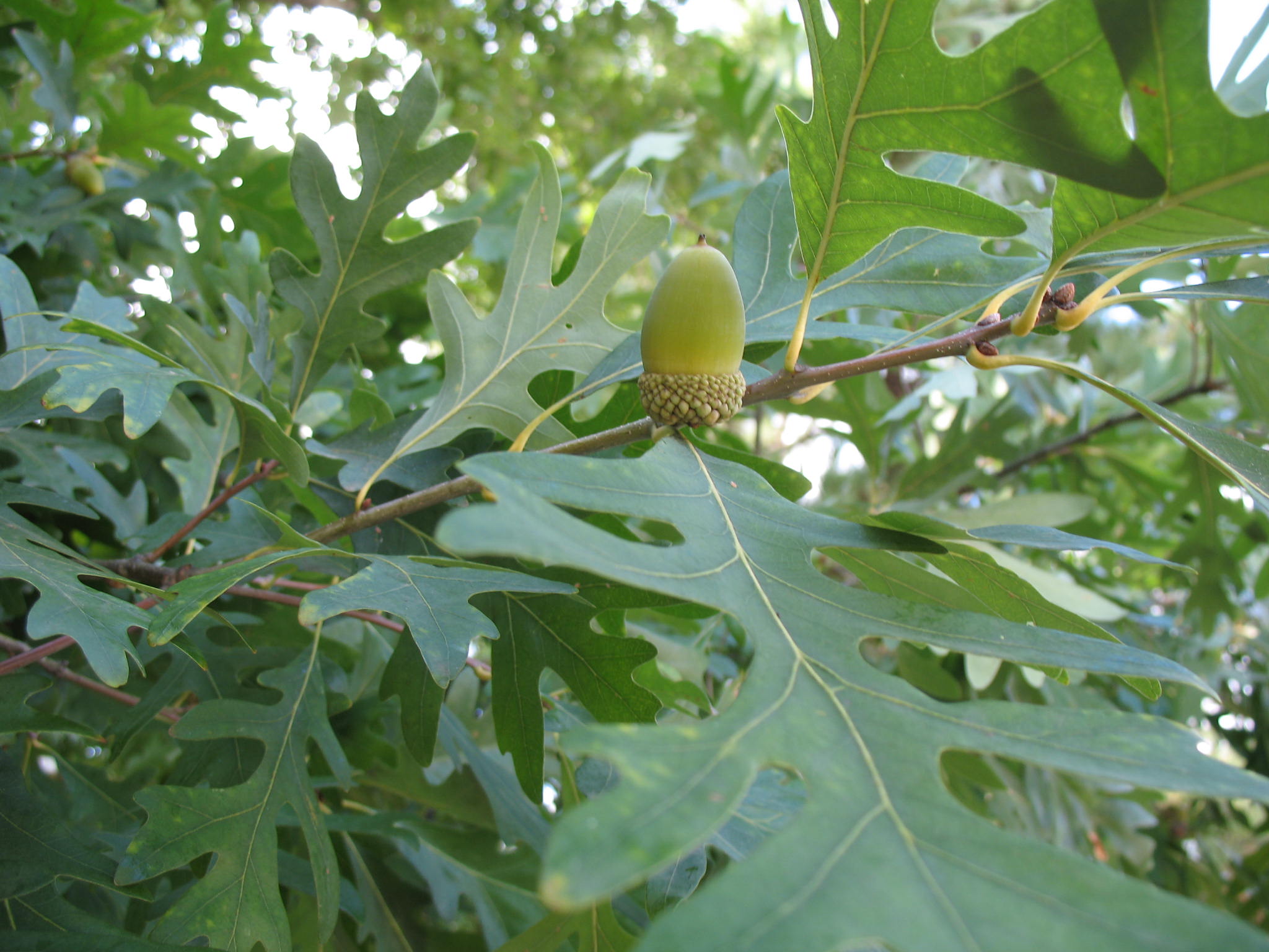Online Plant Guide - Quercus prinus / Chestnut Oak